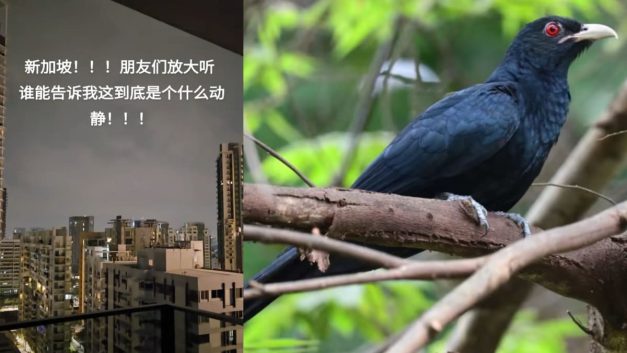 Foreigner Living In S’pore Confused By The “Uwu” Bird’s Call, Didn’t ...